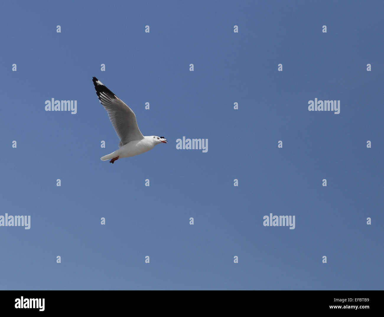Seagull flying under the sky at Bang Pu beach, Thailand Stock Photo - Alamy