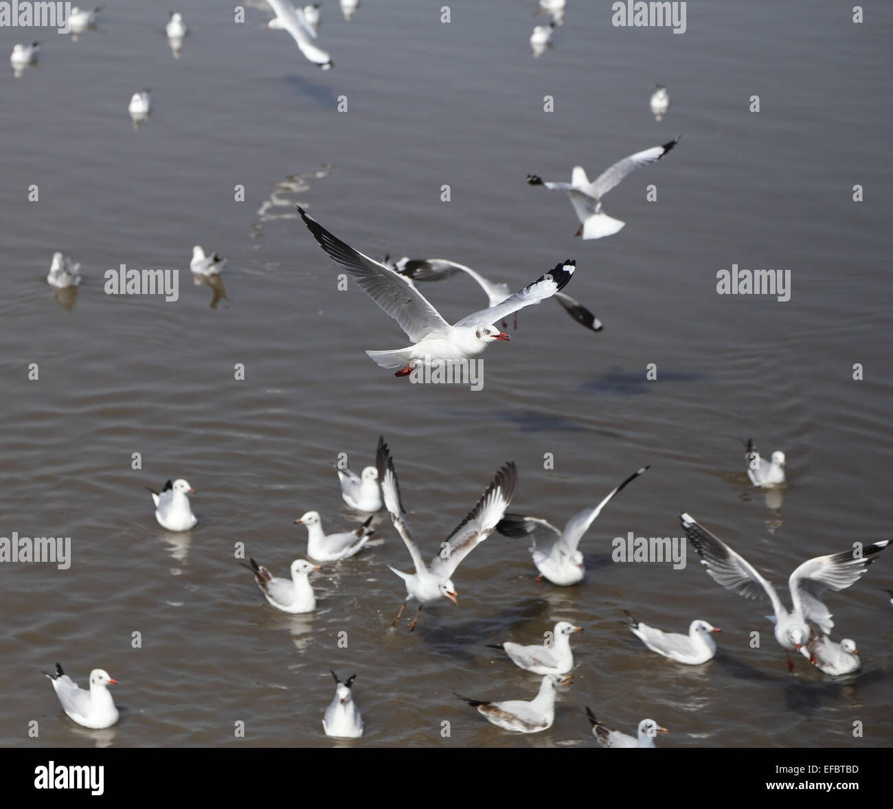 Seagull flying at Bang Pu beach, Thailand Stock Photo - Alamy