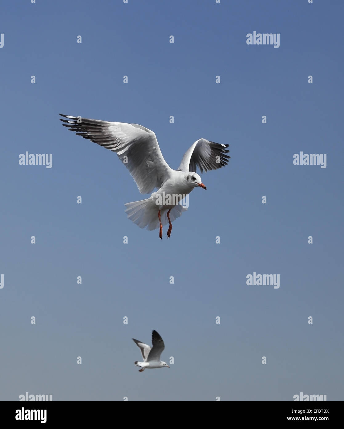 Seagull flying under the sky at Bang Pu beach, Thailand Stock Photo - Alamy
