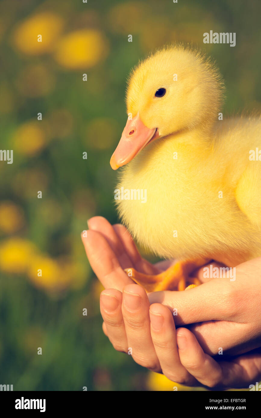 Little yellow duckling Stock Photo - Alamy
