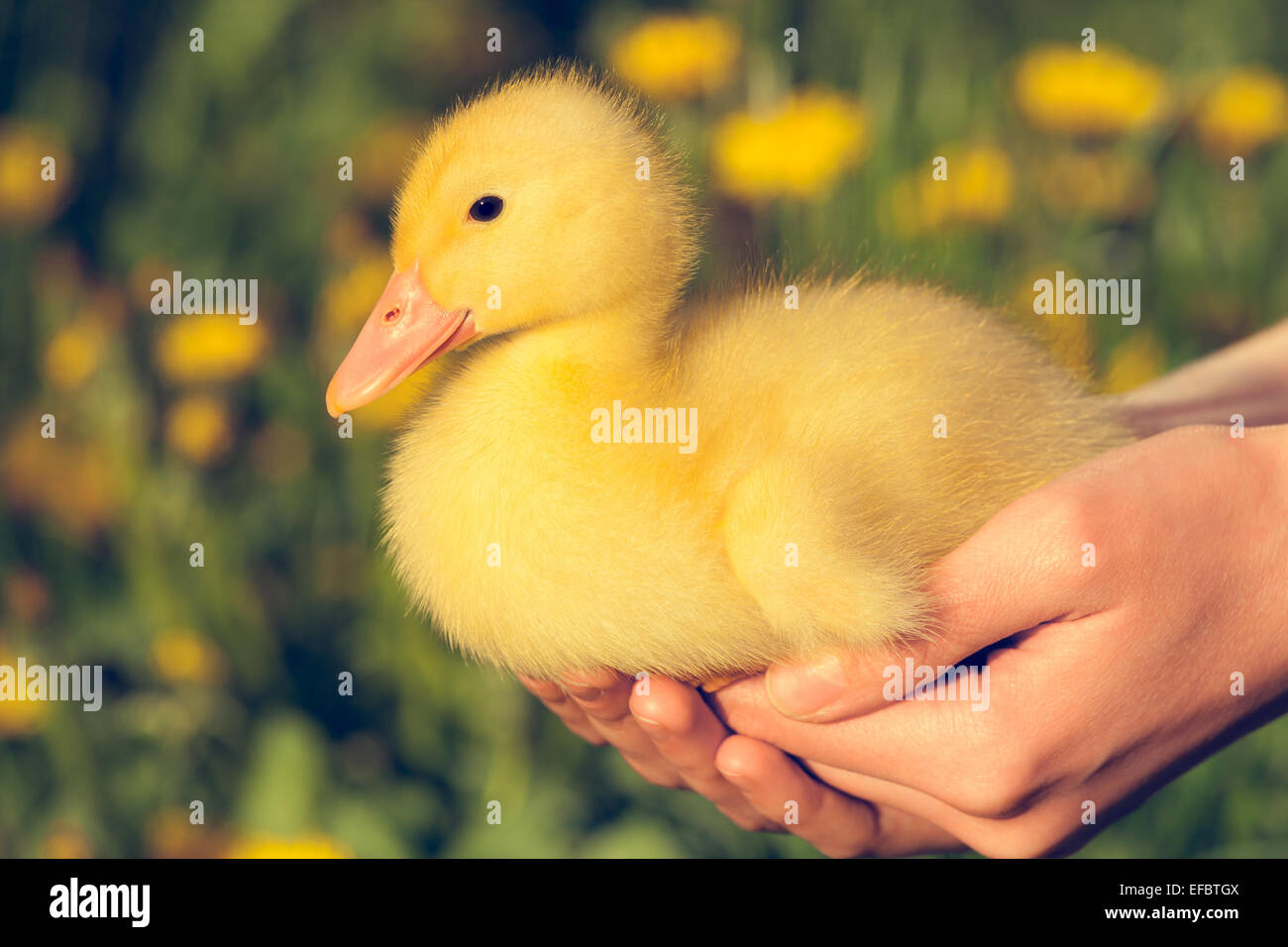 Little yellow duckling Stock Photo - Alamy