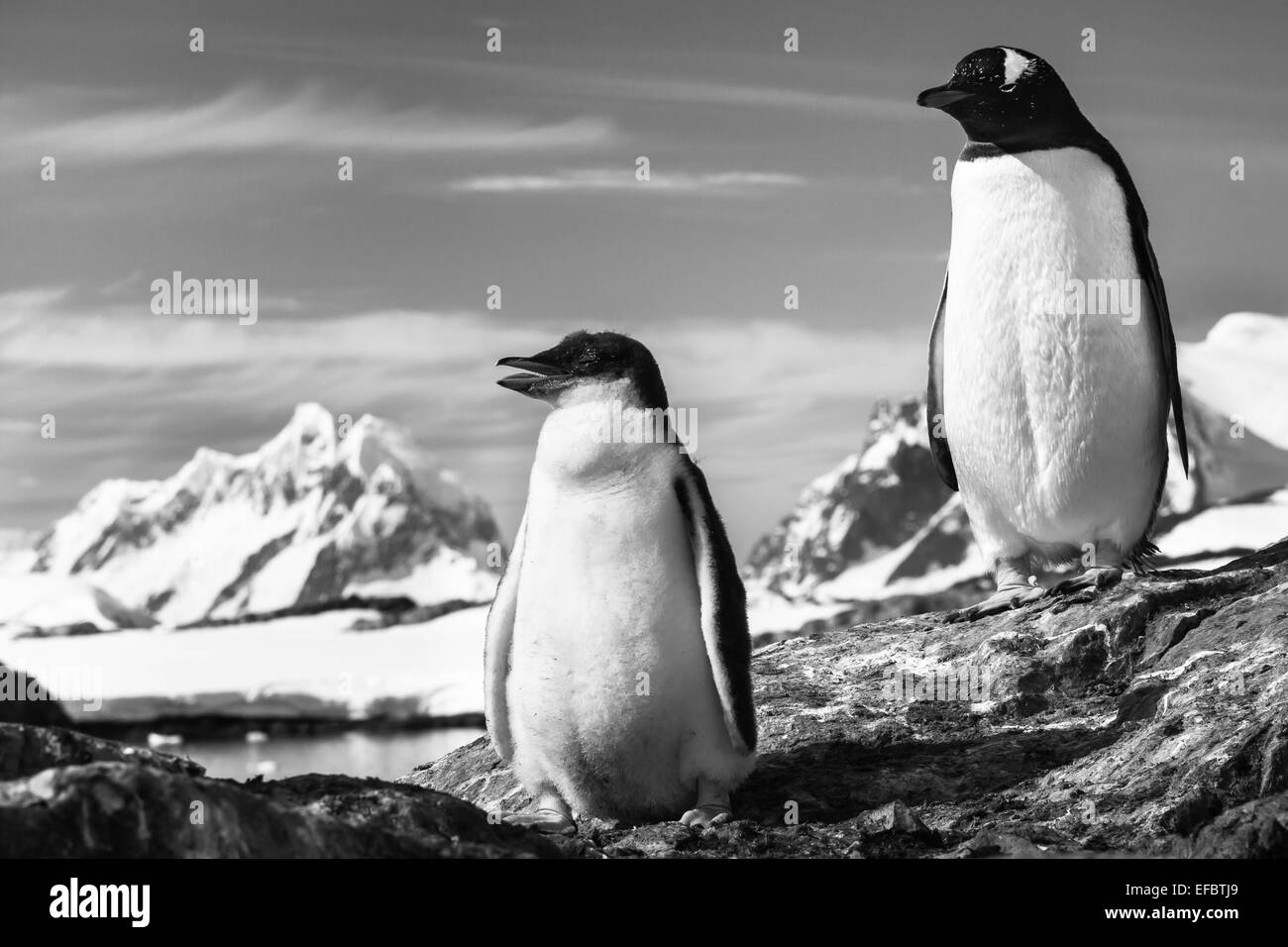 two penguins resting Stock Photo - Alamy