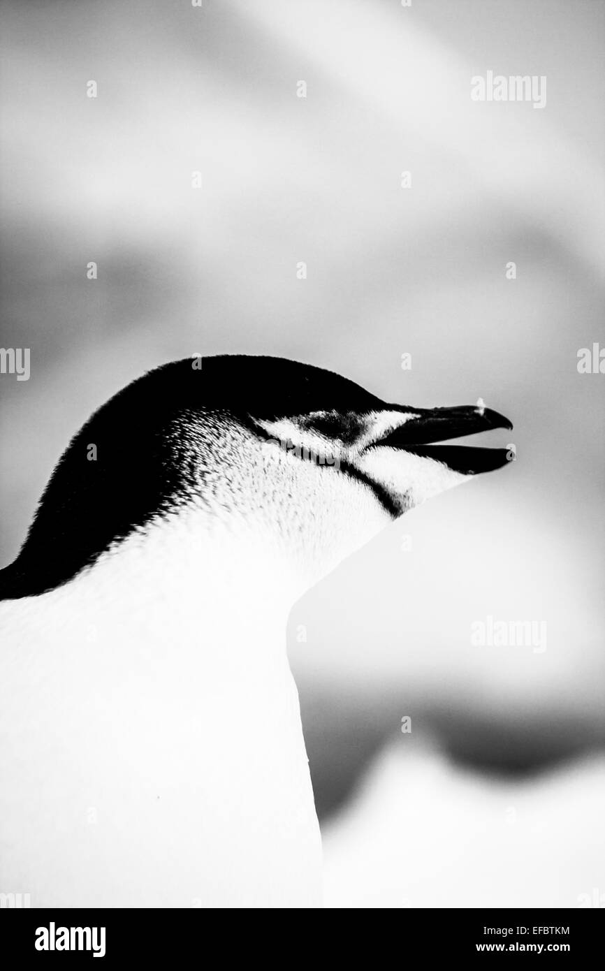 black and white penguin Stock Photo - Alamy