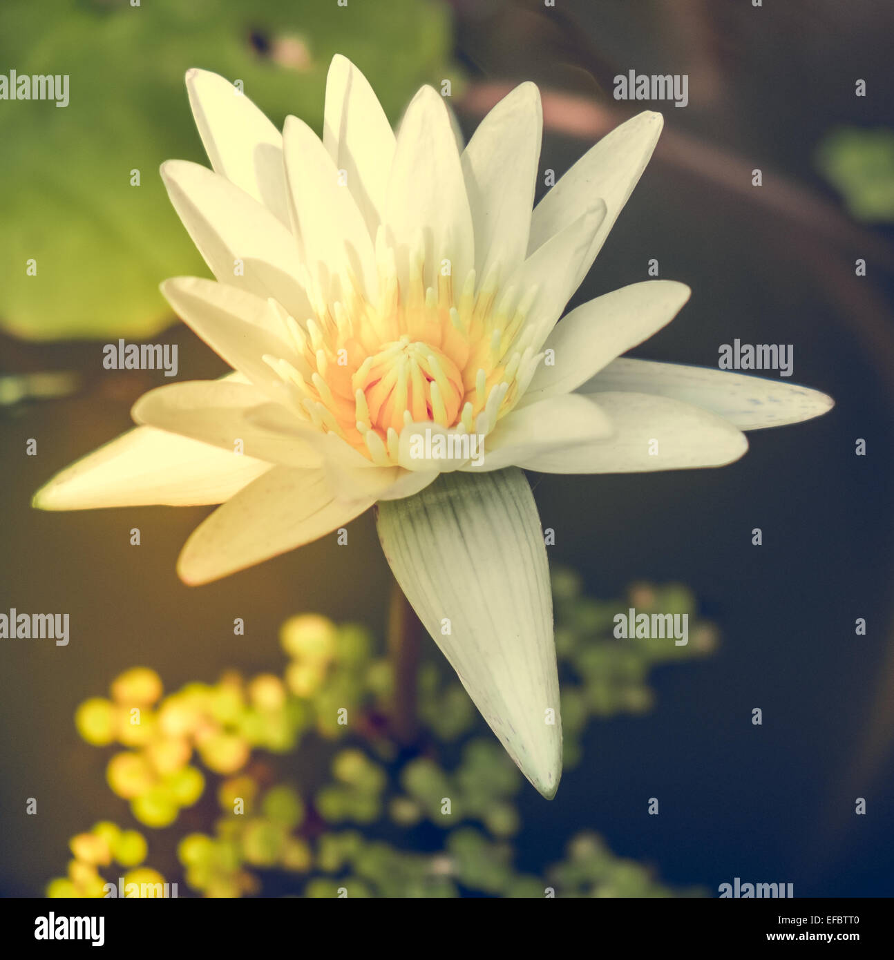 Lotos flower hi-res stock photography and images - Alamy