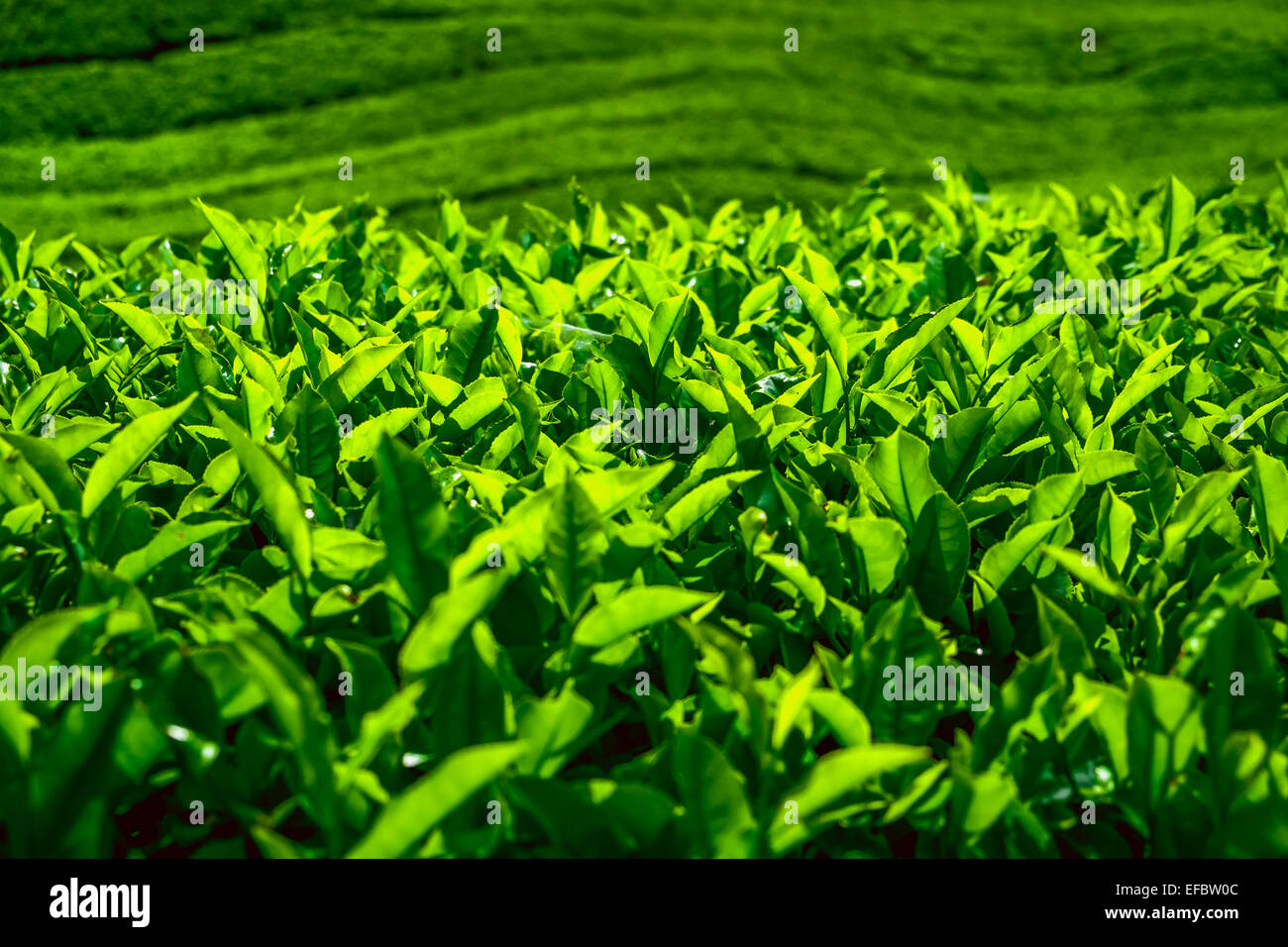 Boh tea estate hi-res stock photography and images - Alamy