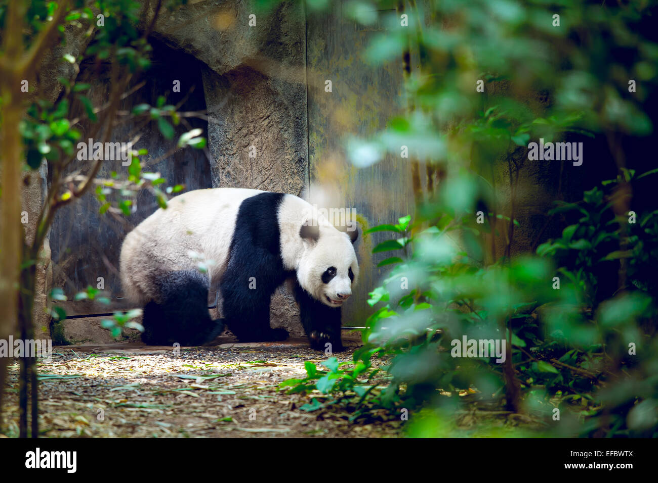 Panda bathing hi-res stock photography and images - Alamy