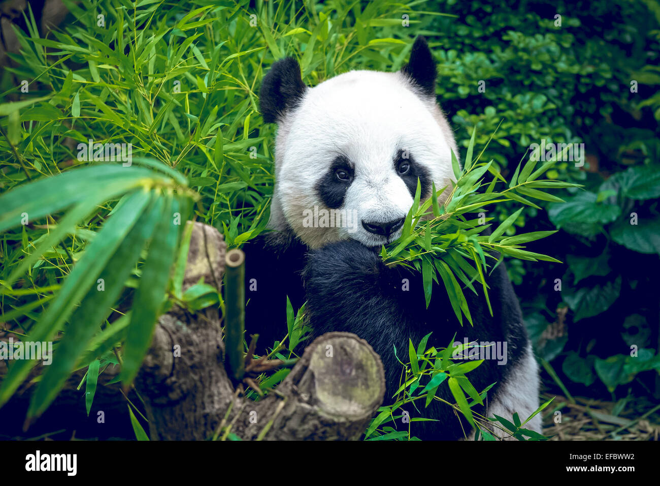 Hungry giant panda Stock Photo - Alamy