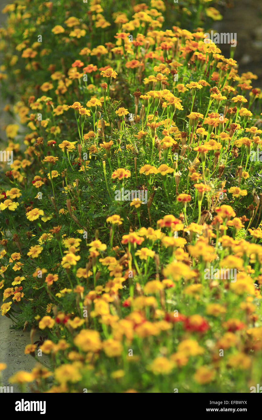 beautiful flower of motley and velvet tagetes Stock Photo - Alamy