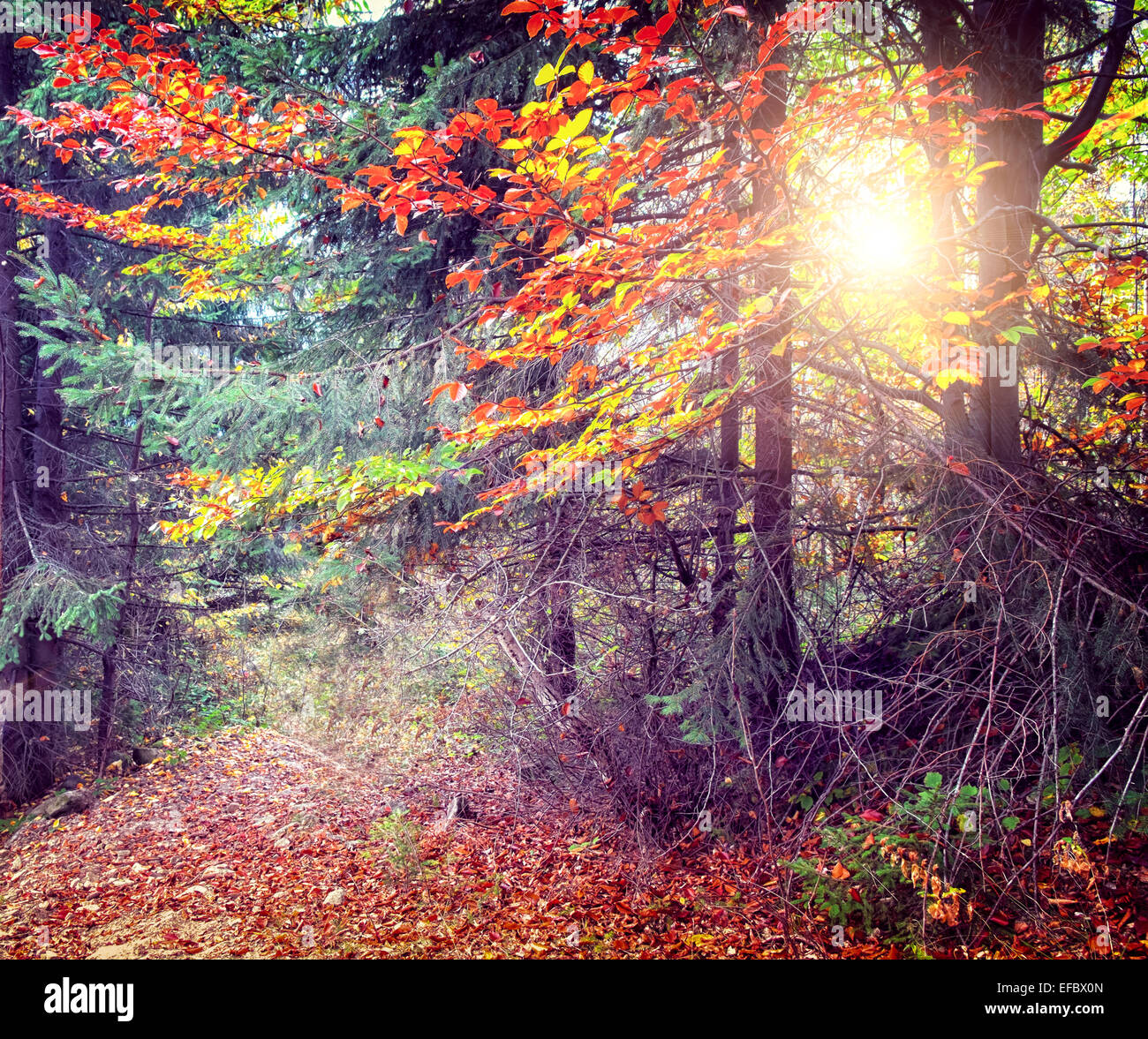 Majestic colorful forest Stock Photo - Alamy