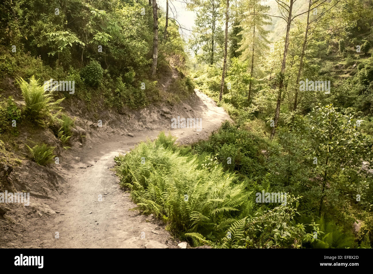 Canopy walk canopy trail hi-res stock photography and images - Alamy