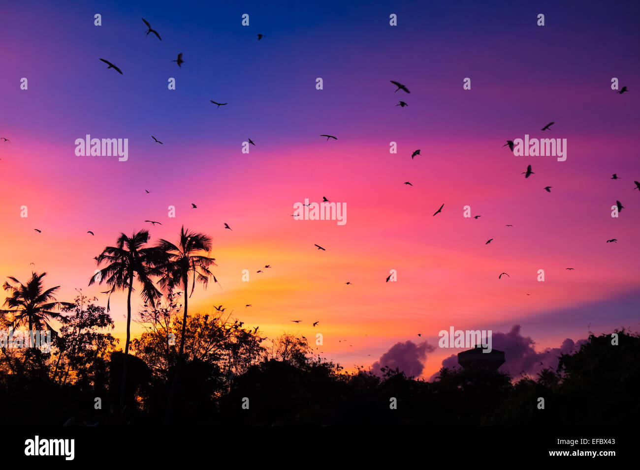 sunset with birds Stock Photo - Alamy
