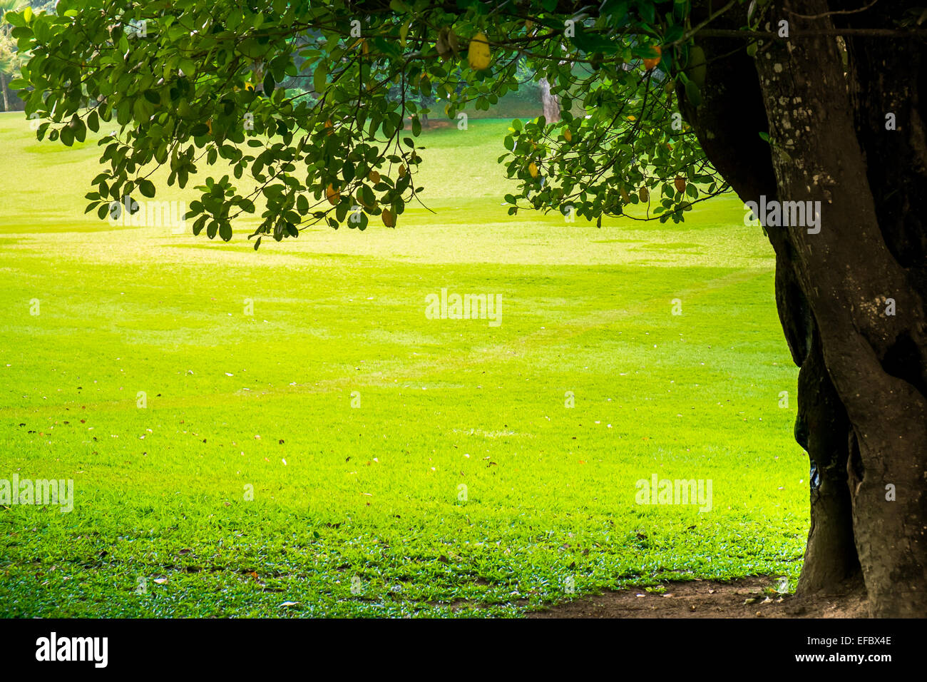 Green city park with trees Stock Photo - Alamy
