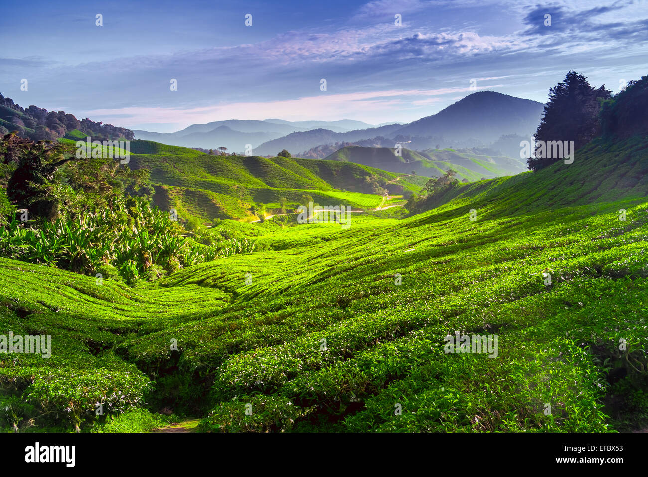 Blue valley tea estate hi-res stock photography and images - Alamy