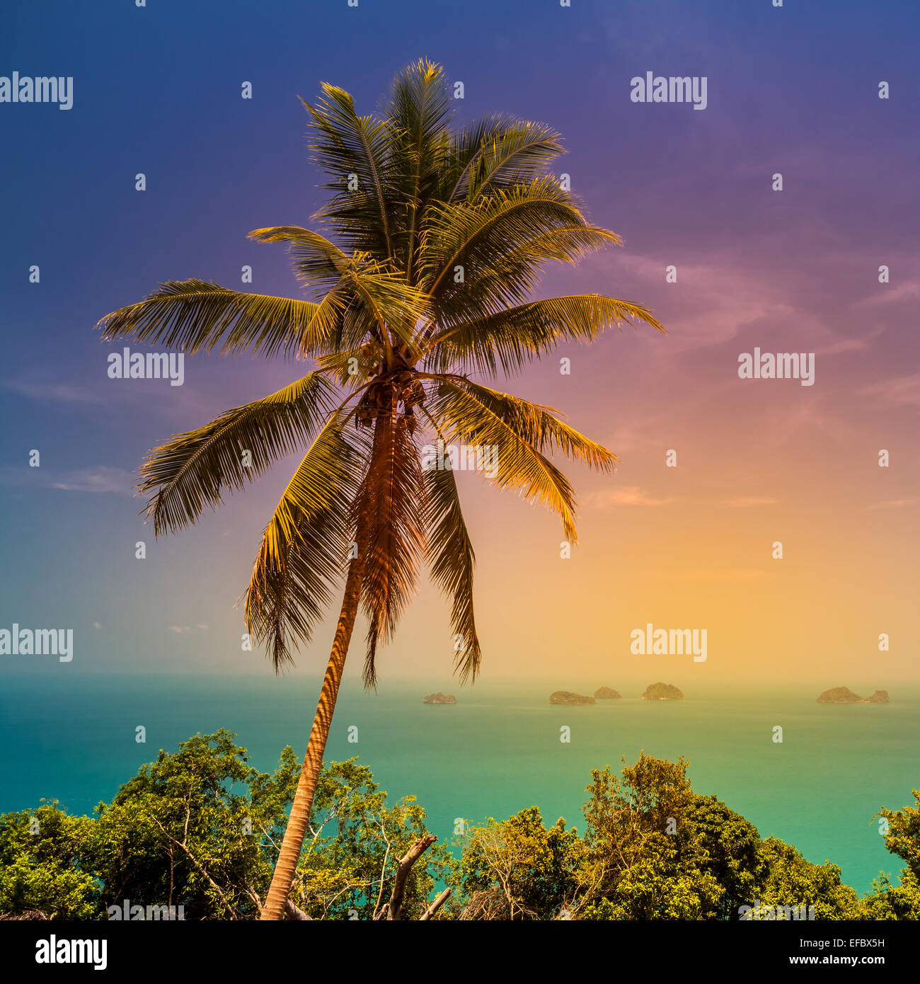 Branch palm bay hi-res stock photography and images - Alamy