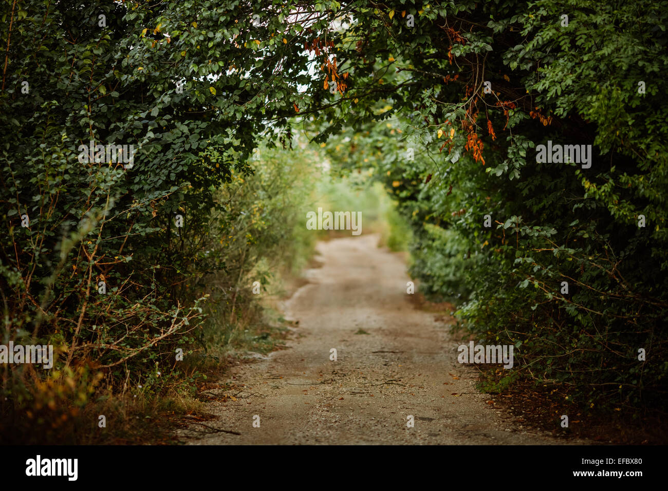 Alley branch hi-res stock photography and images - Alamy