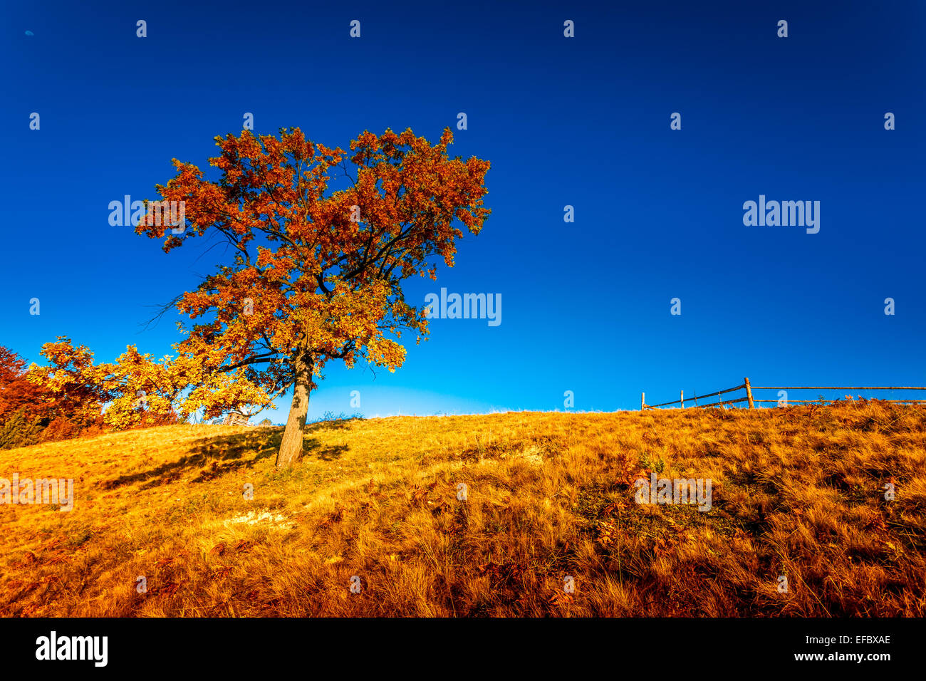 Amazing autumn view bright hi-res stock photography and images - Alamy