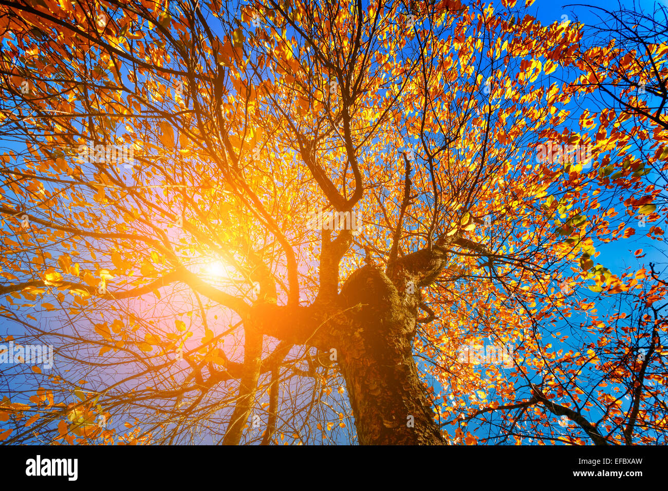Fantastic yellow hills summer hi-res stock photography and images - Alamy