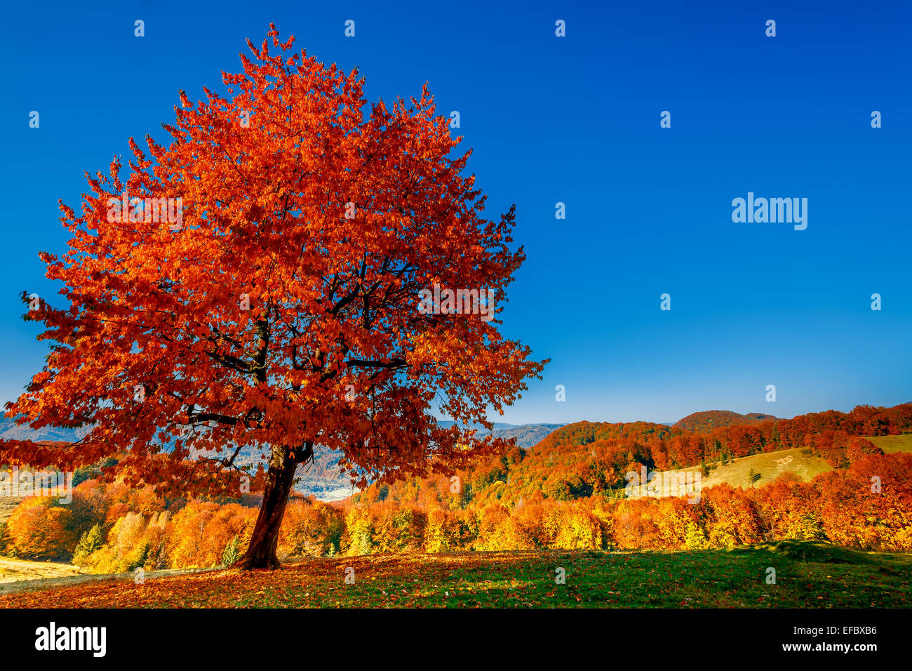 Amazing autumn view bright hi-res stock photography and images - Alamy