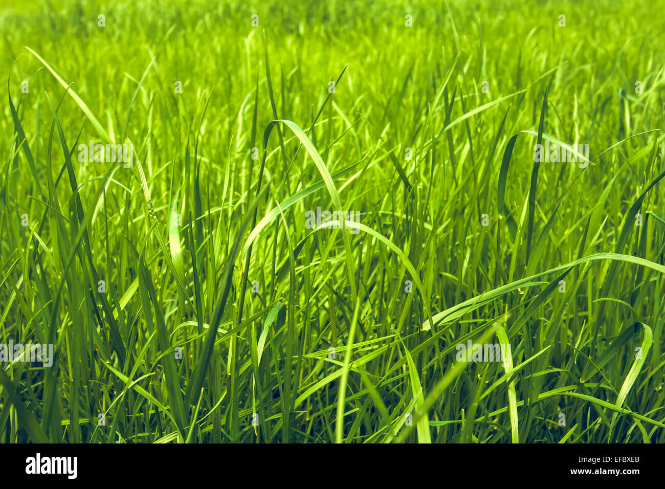 Environment day nature horizontal hi-res stock photography and images ...