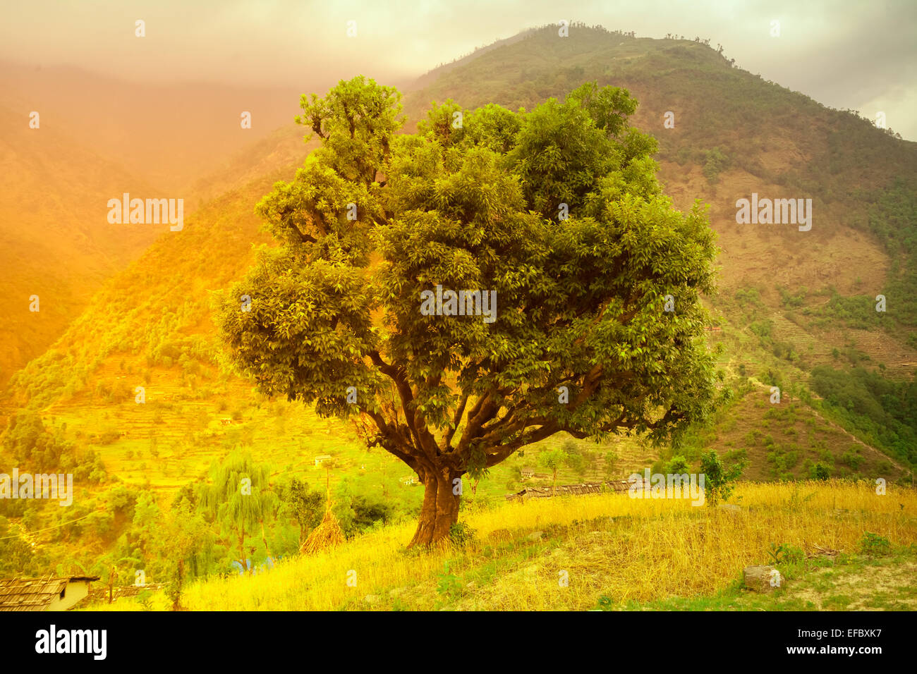 colorful landscape tree Stock Photo - Alamy