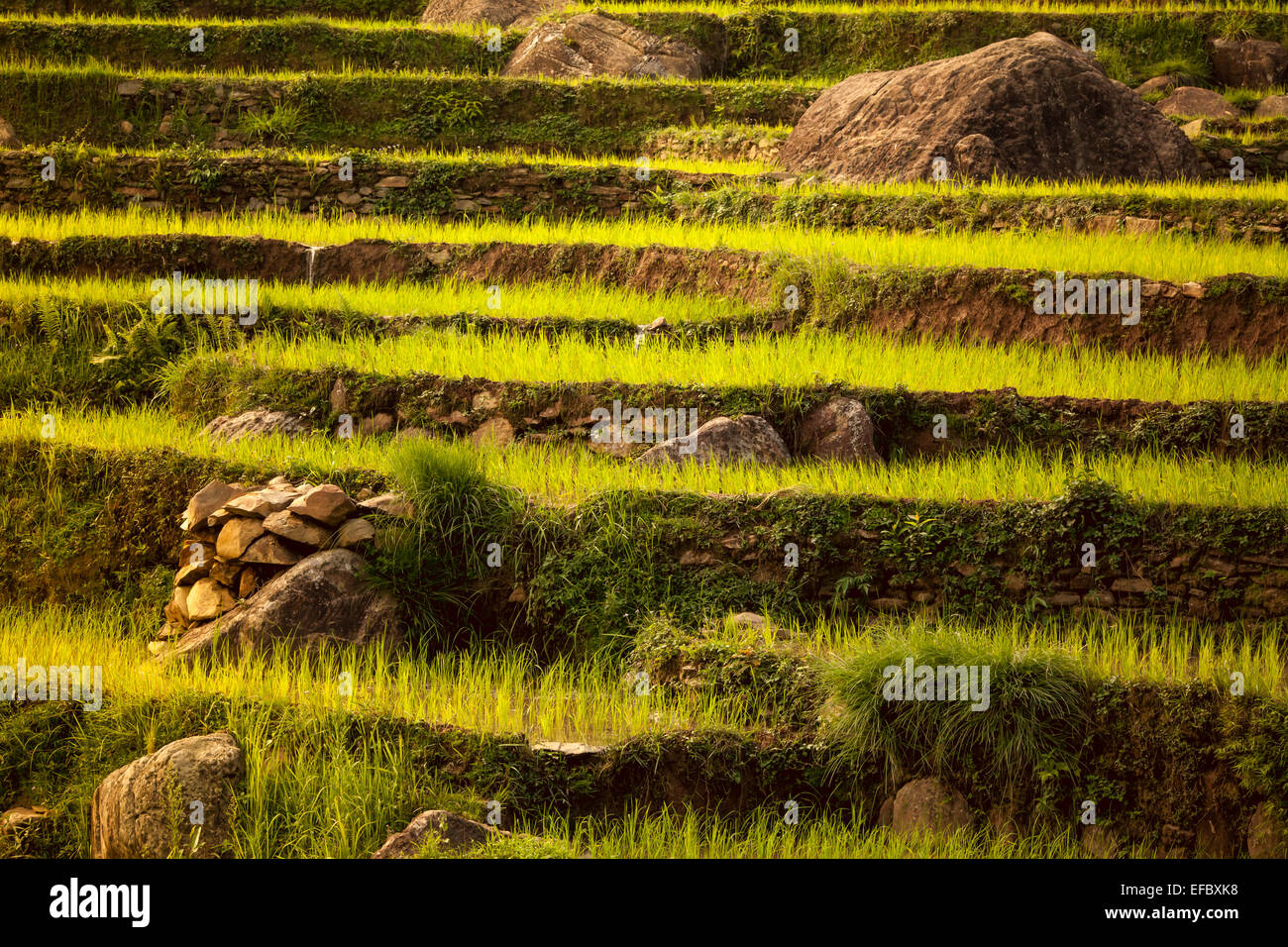 Beautiful Asian landscape Stock Photo - Alamy