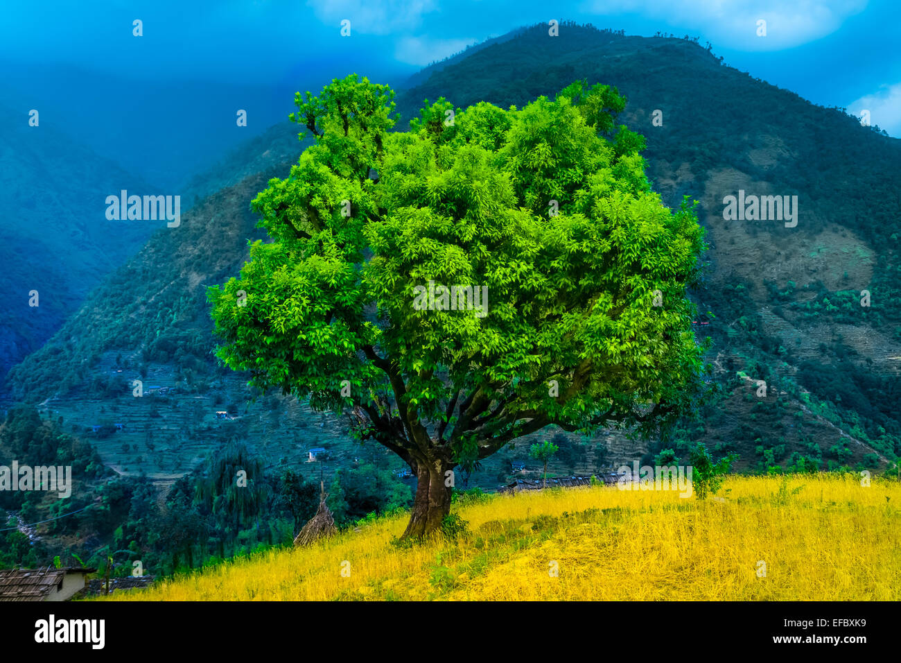 colorful landscape tree Stock Photo - Alamy