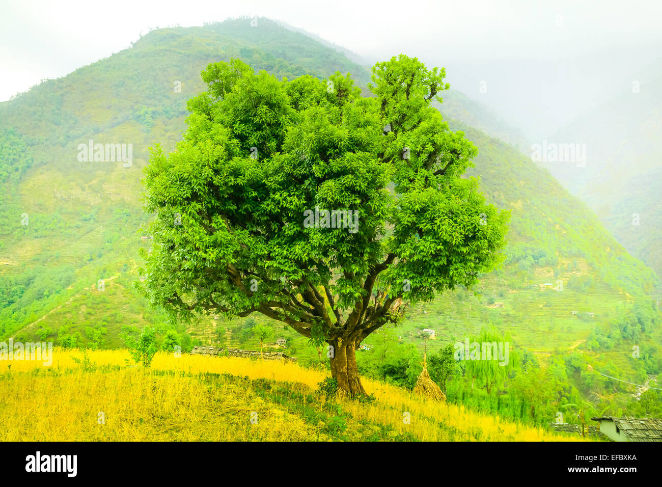 colorful landscape tree Stock Photo - Alamy