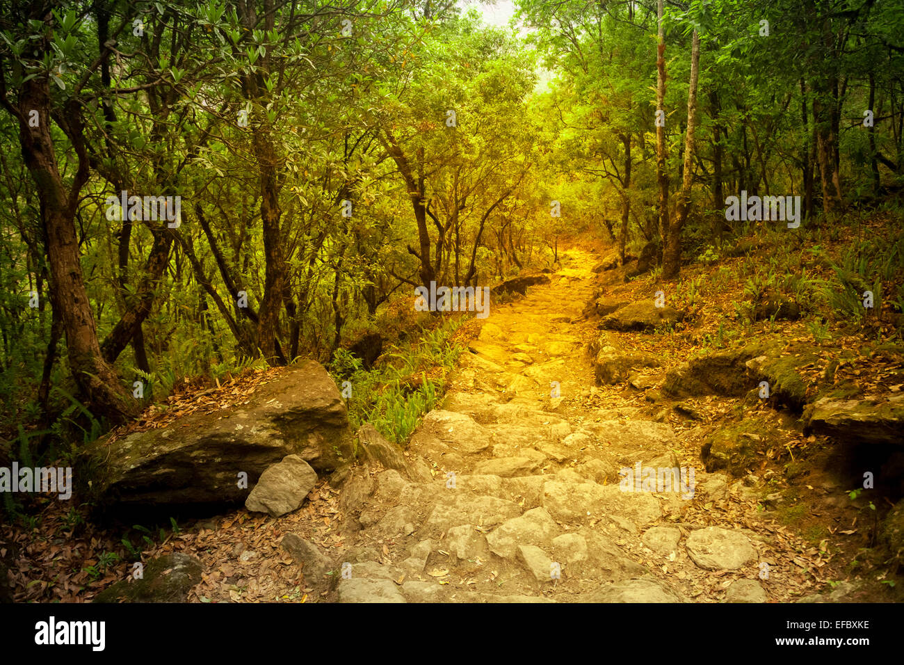 Beautiful scenic autumn pathway hi-res stock photography and images - Alamy