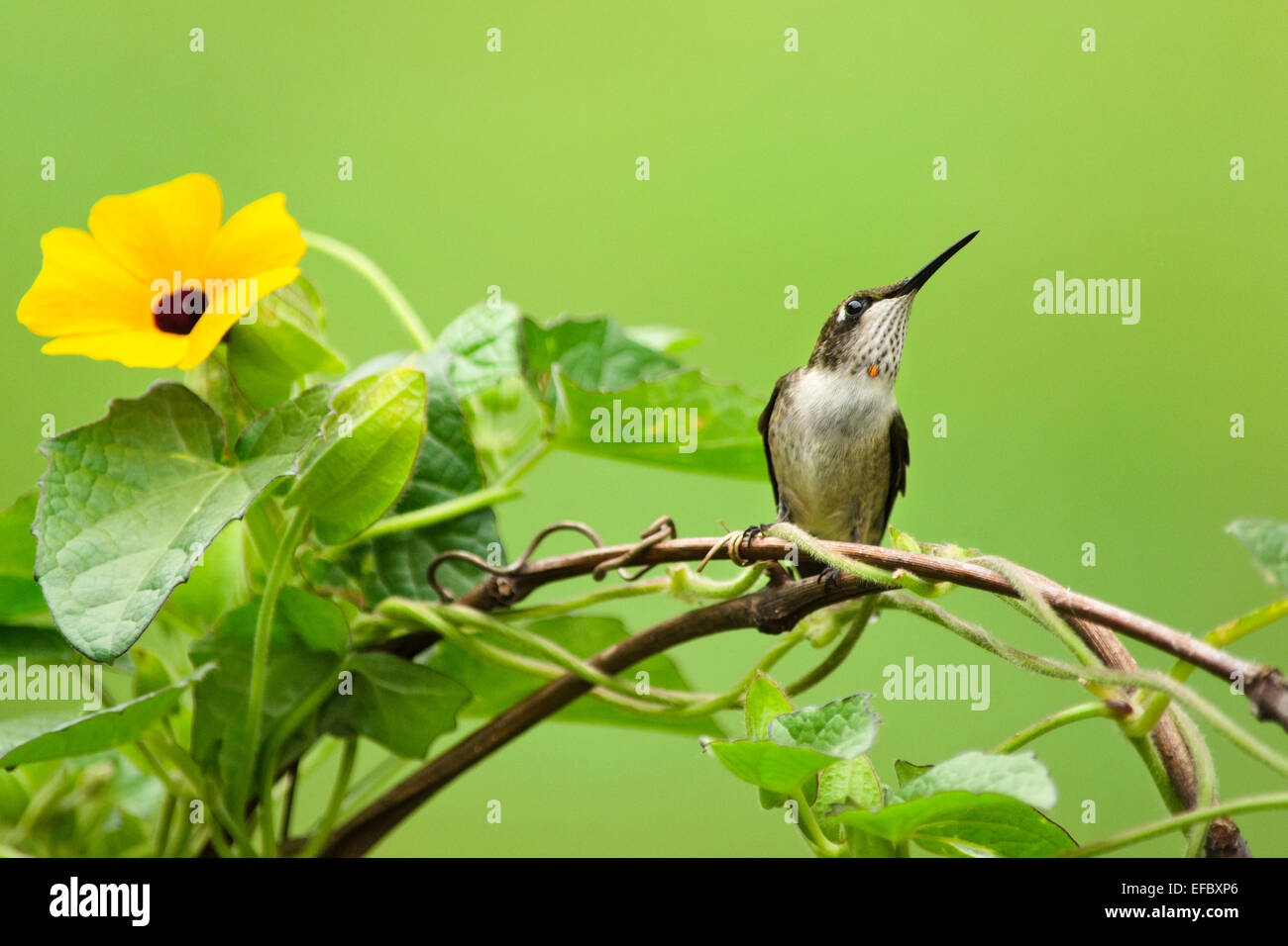 Yellow hummingbird hi-res stock photography and images - Alamy