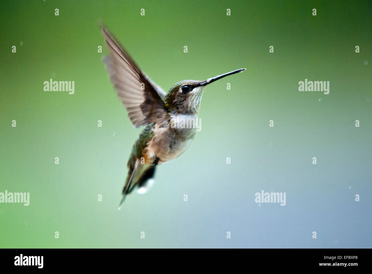 Hummingbird flying with wings up isolated on green background Stock ...