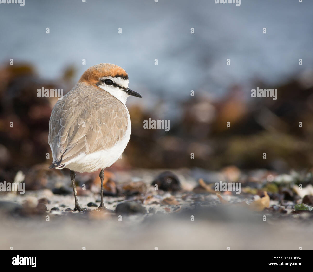 Beach bum hi-res stock photography and images - Alamy