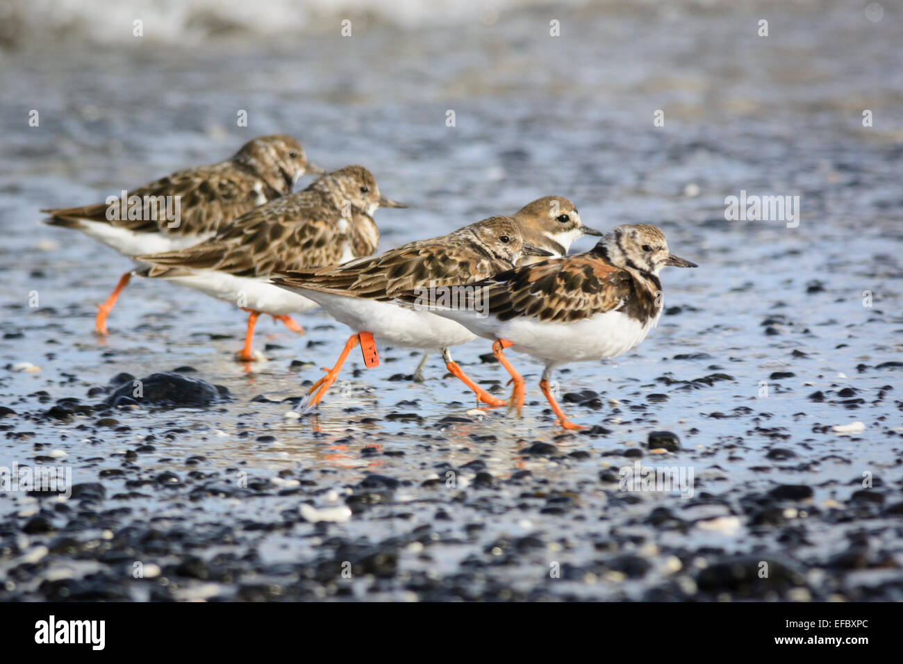 Ruddy turnstones hi-res stock photography and images - Alamy