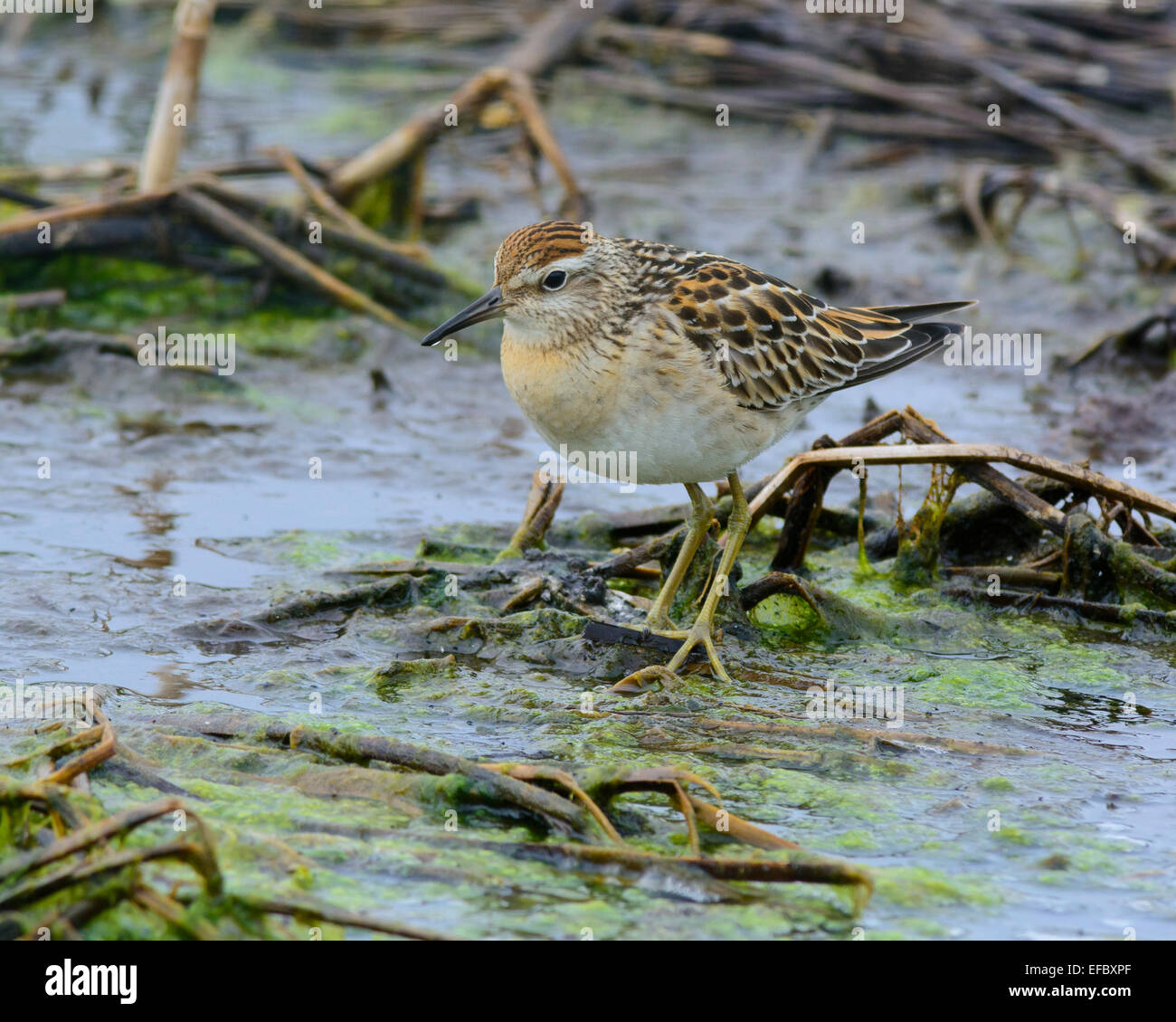 Sharp Tailed Sandpiper Stock Photo - Alamy