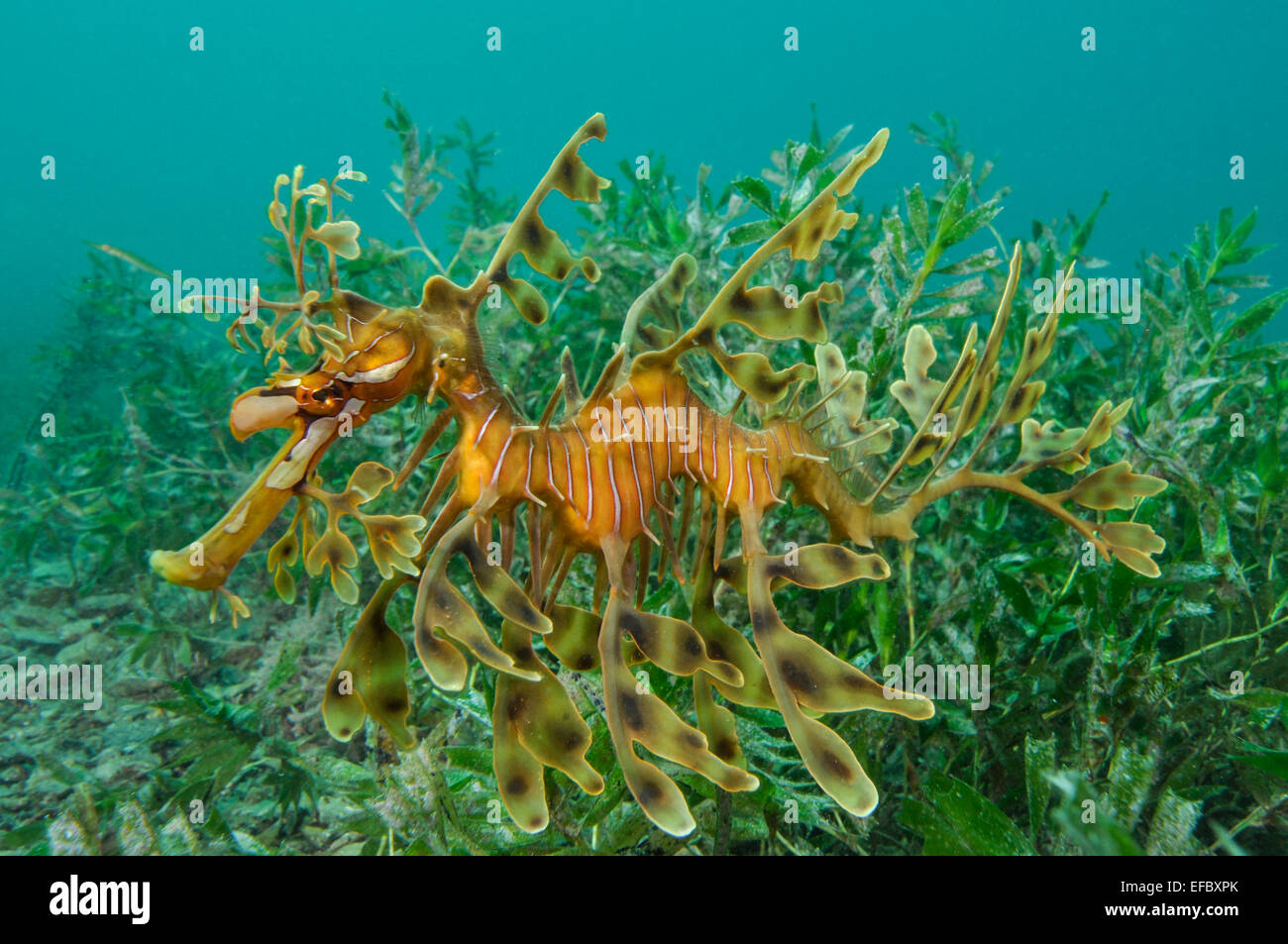 Leafy Sea Dragon Eating