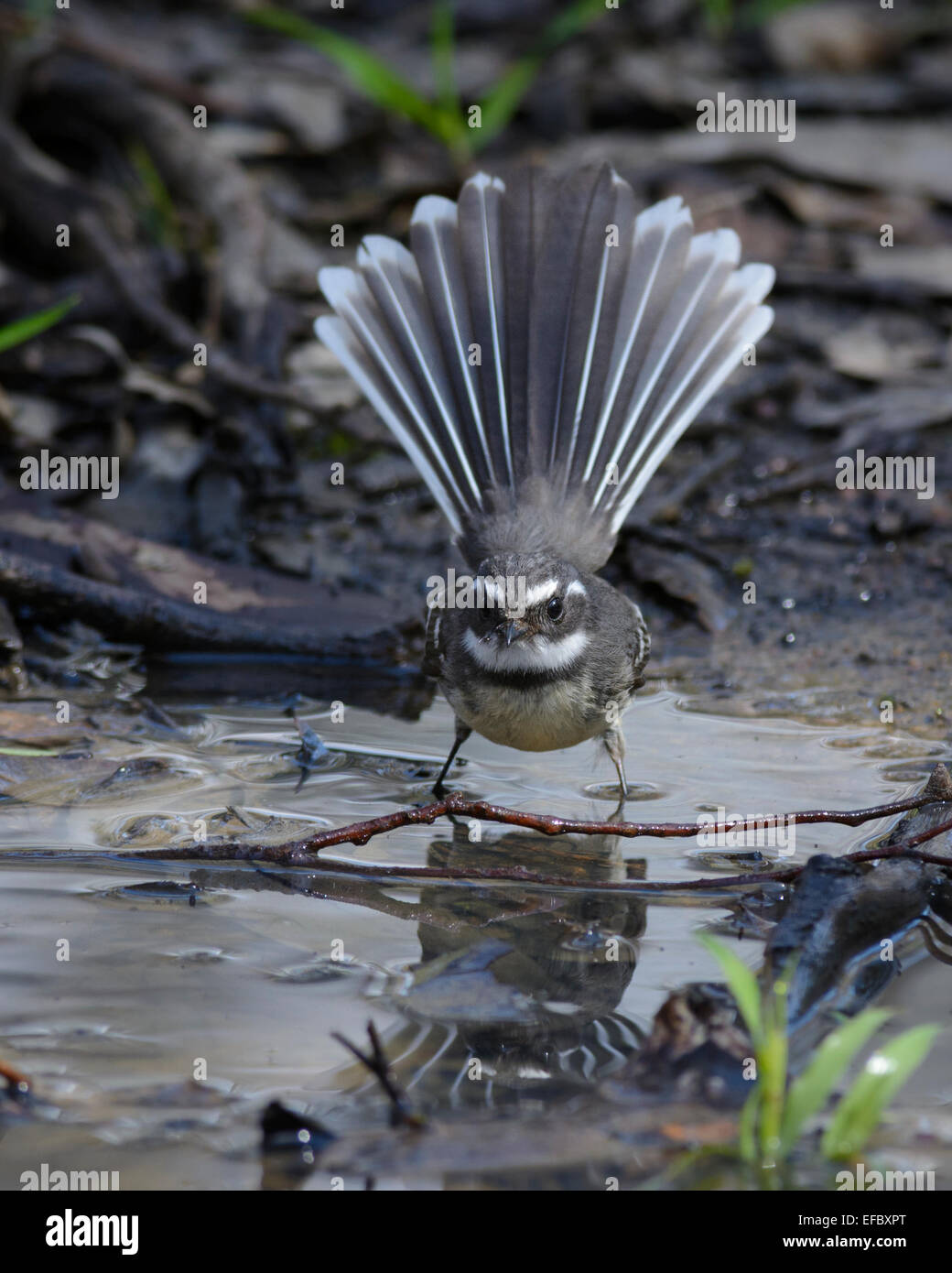 The grey fantail hi-res stock photography and images - Alamy