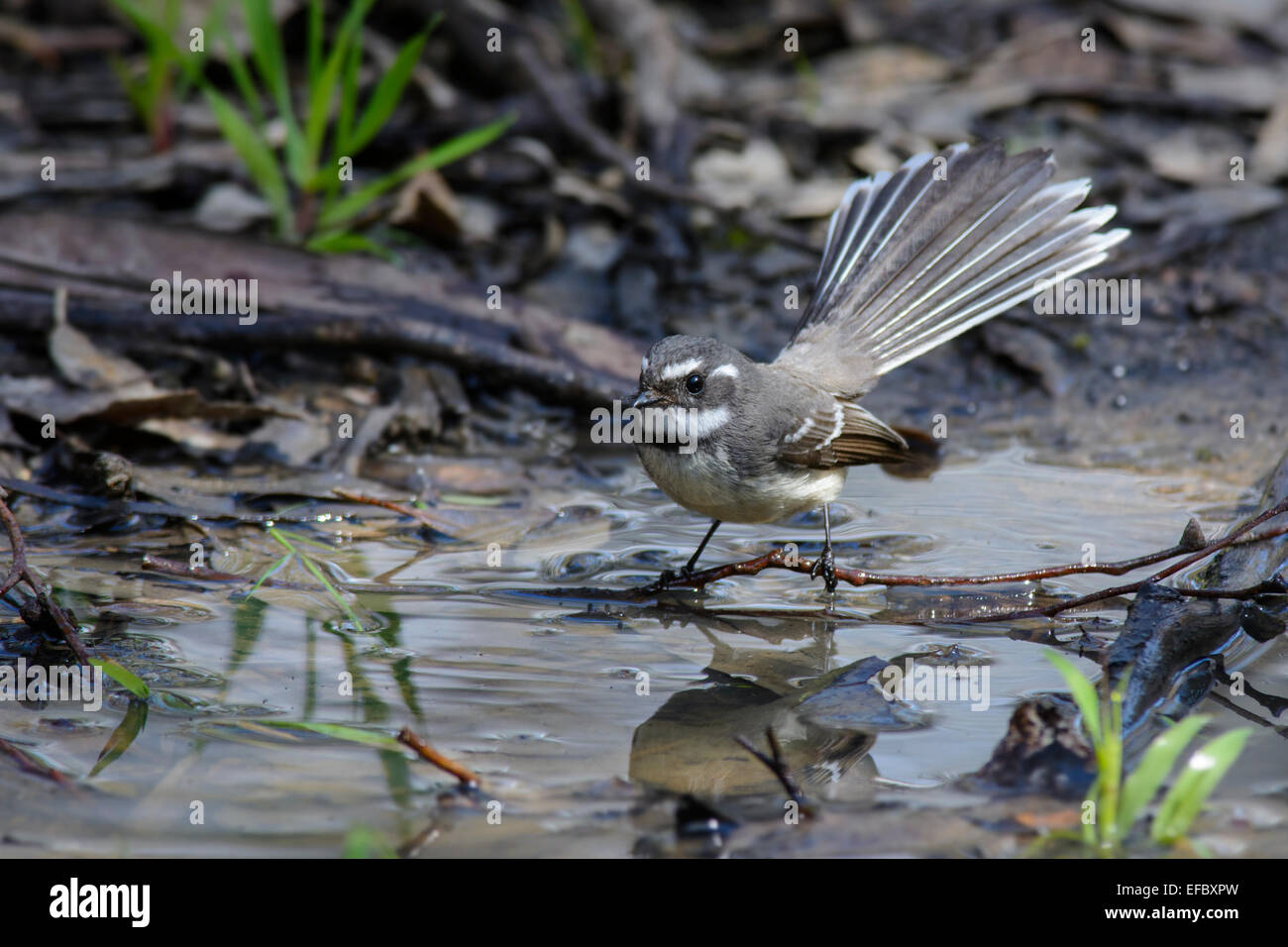 Fantail bird hi-res stock photography and images - Alamy