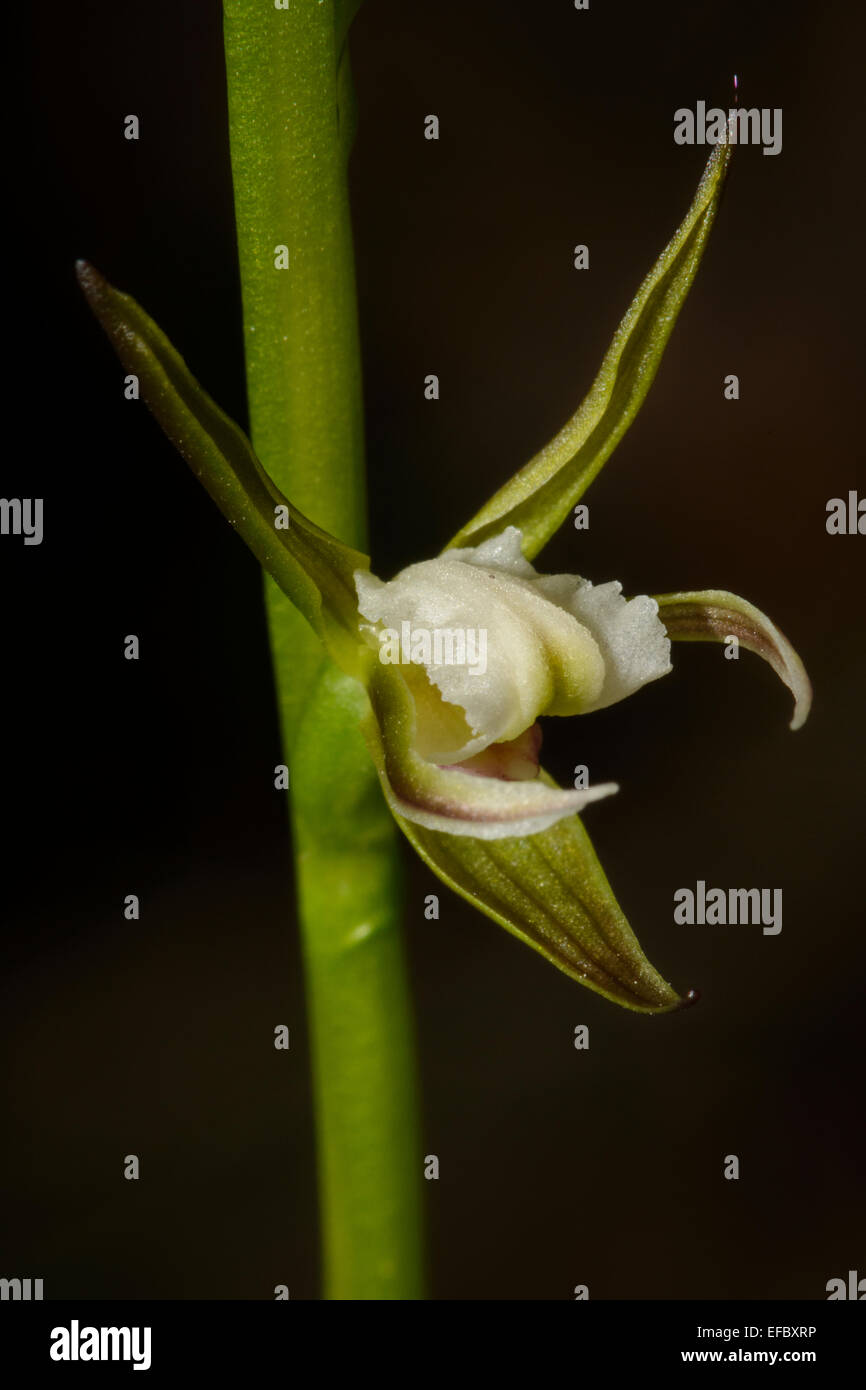 Close up of single flower Prasophyllum odoratum Stock Photo - Alamy