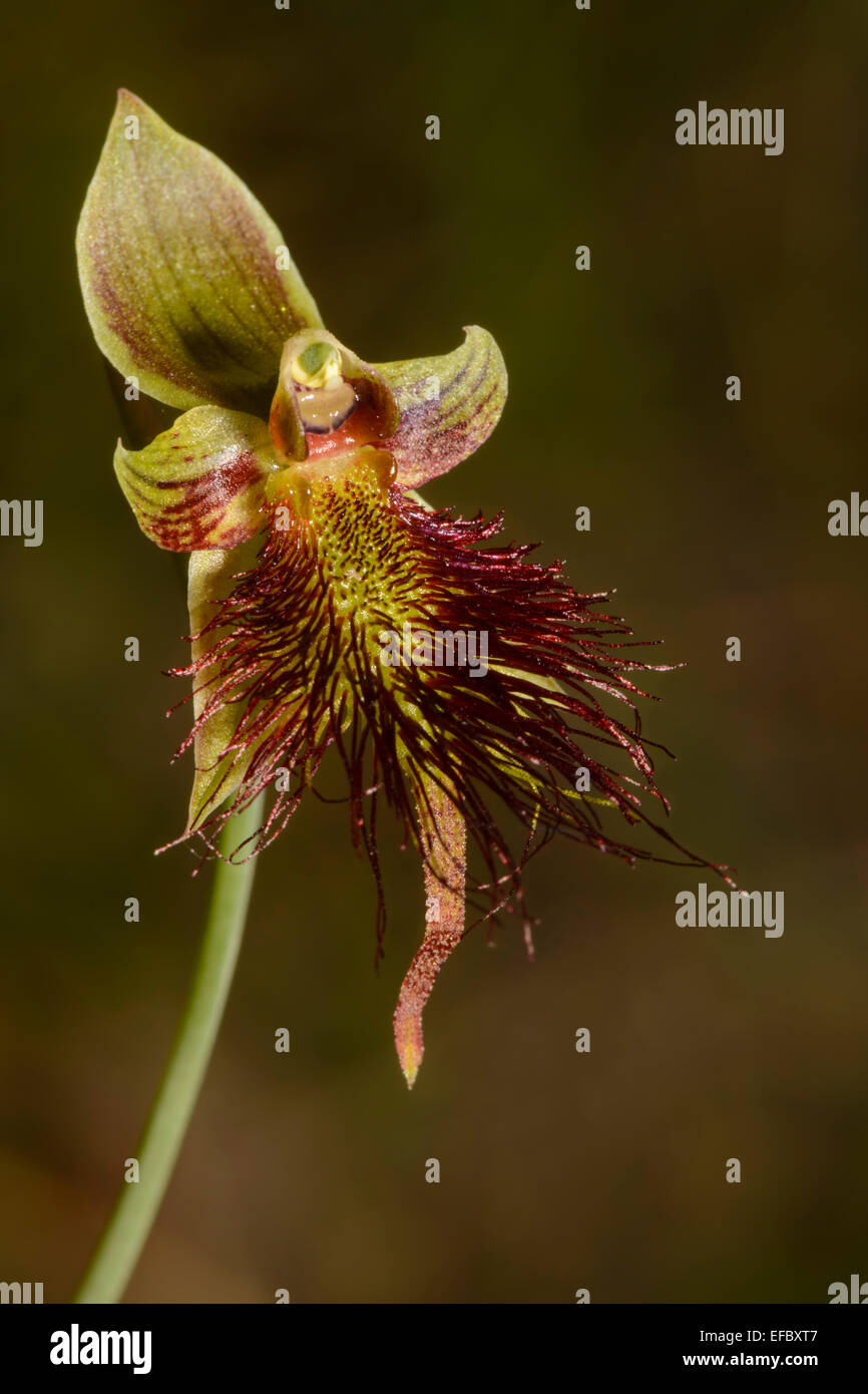 Red Bearded Orchid flower Stock Photo - Alamy