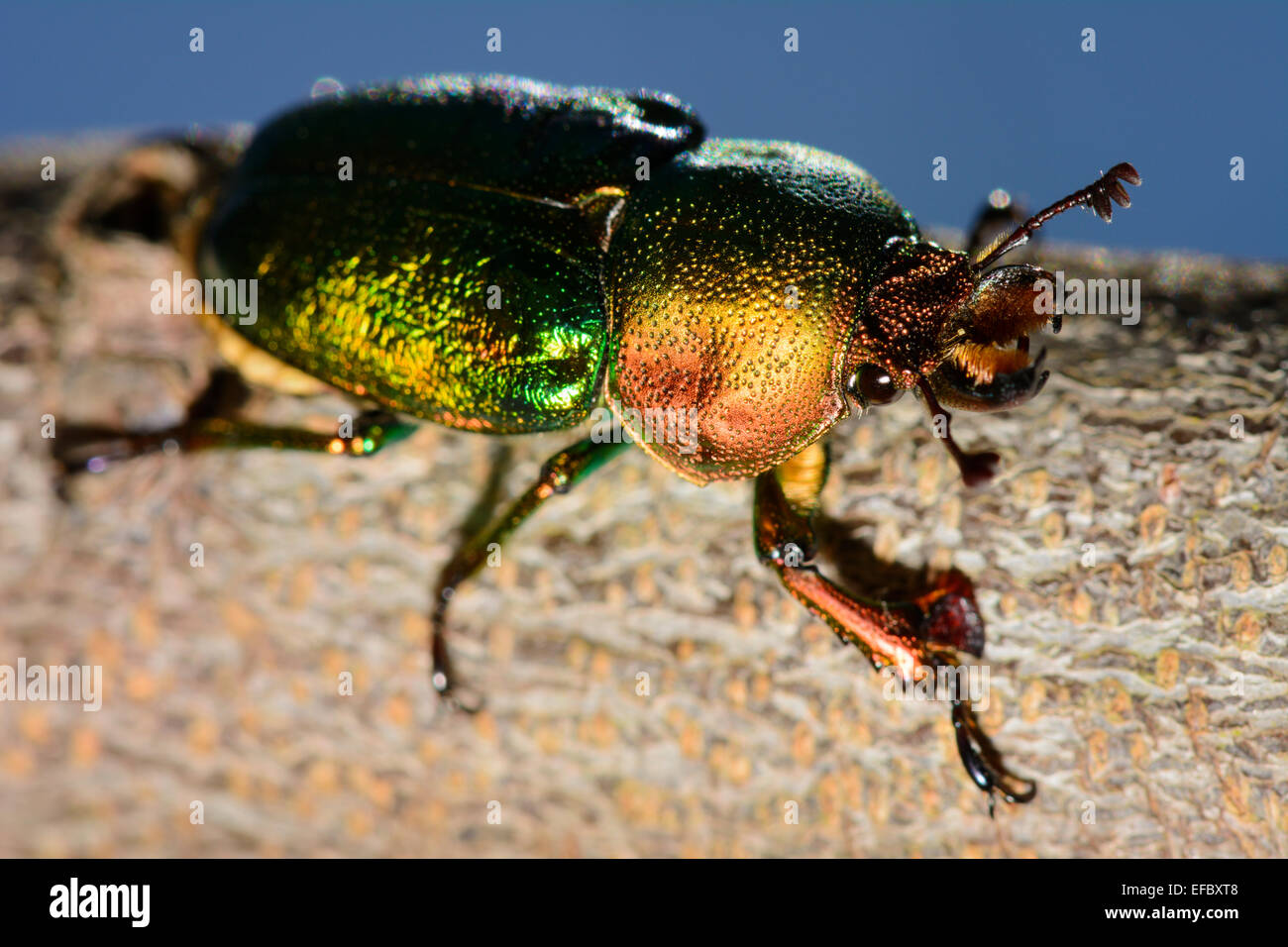 Golden Stag Beetle Stock Photo - Alamy