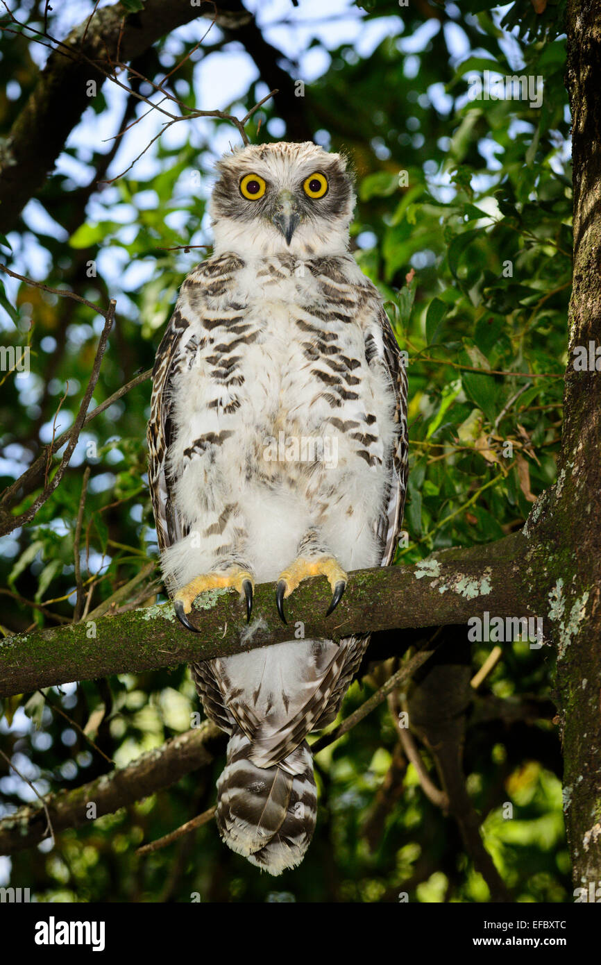 Roosting juvenile Powerful Owl Stock Photo - Alamy