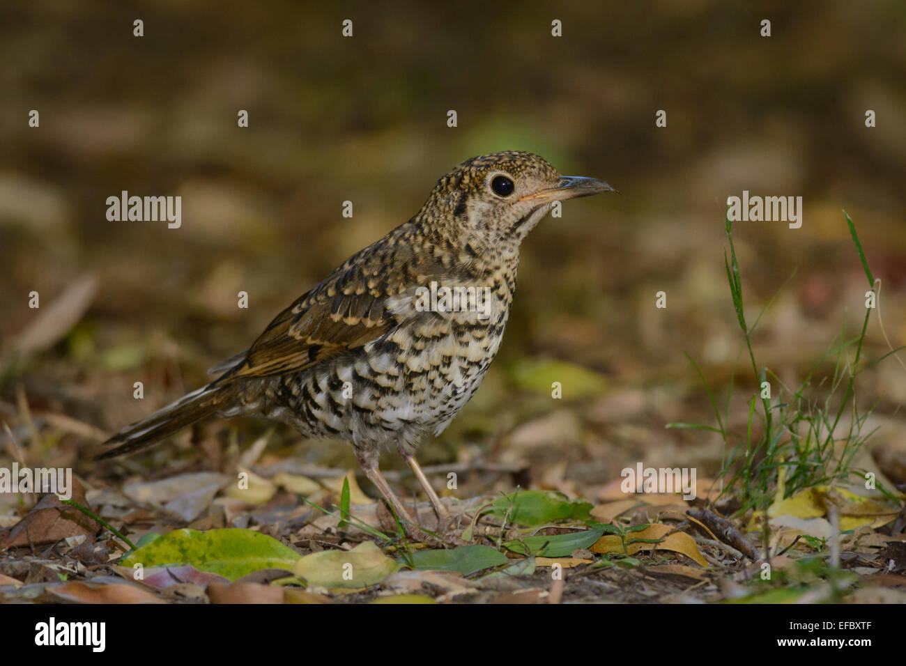 South east gippsland hi-res stock photography and images - Alamy