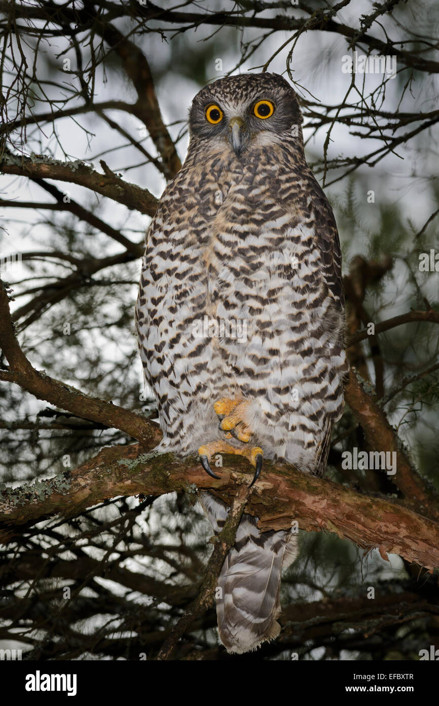 Powerful Owl at daytime roost Stock Photo - Alamy