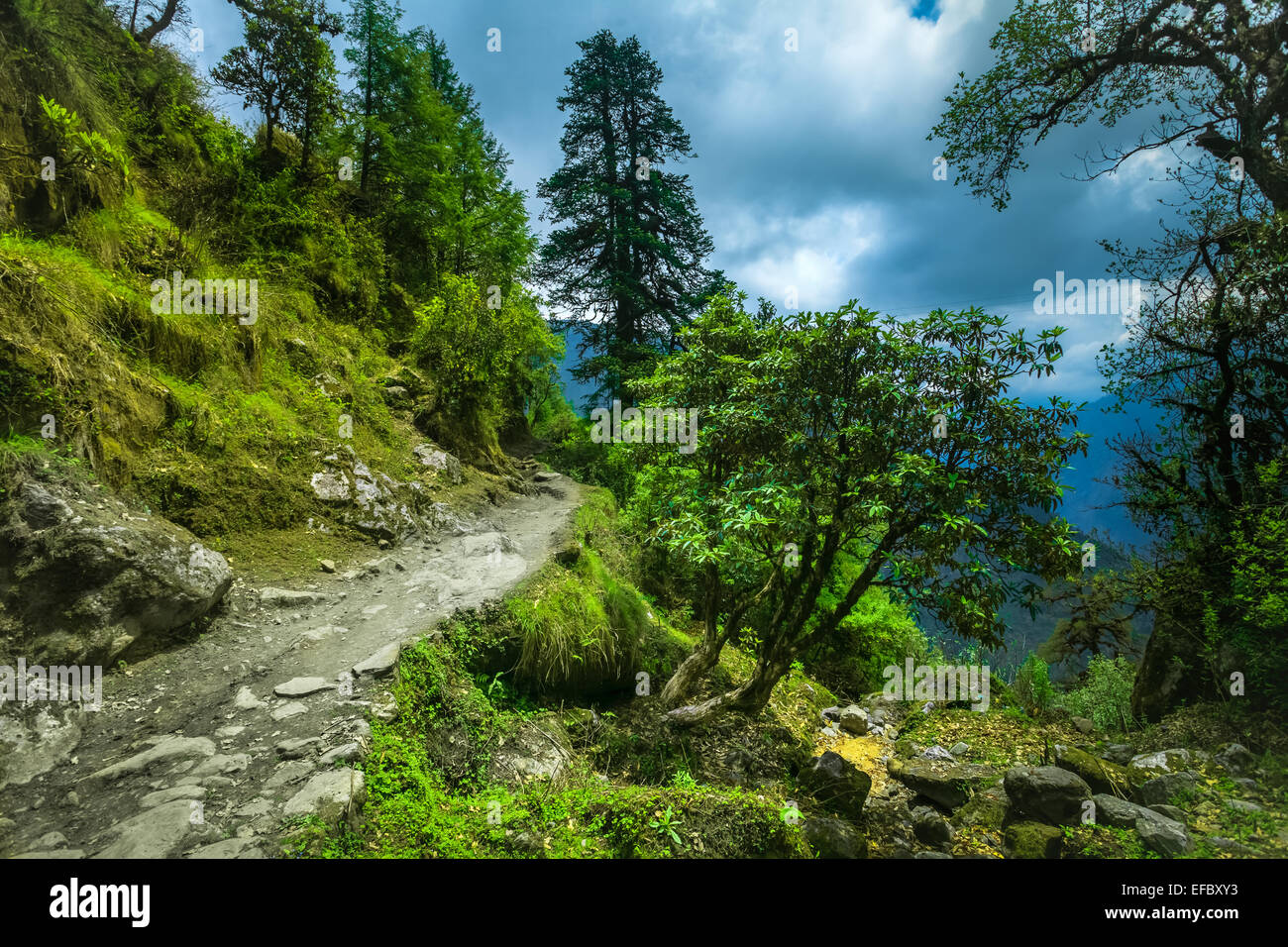 Subtropical forest in Nepal Stock Photo - Alamy
