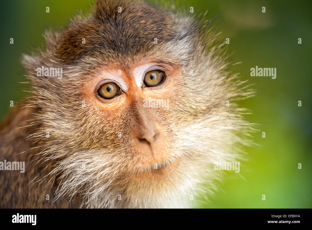 Beauty monkey hi-res stock photography and images - Alamy