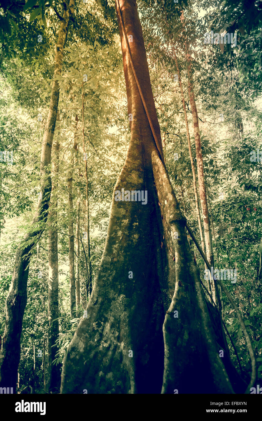 Green forest background Stock Photo - Alamy