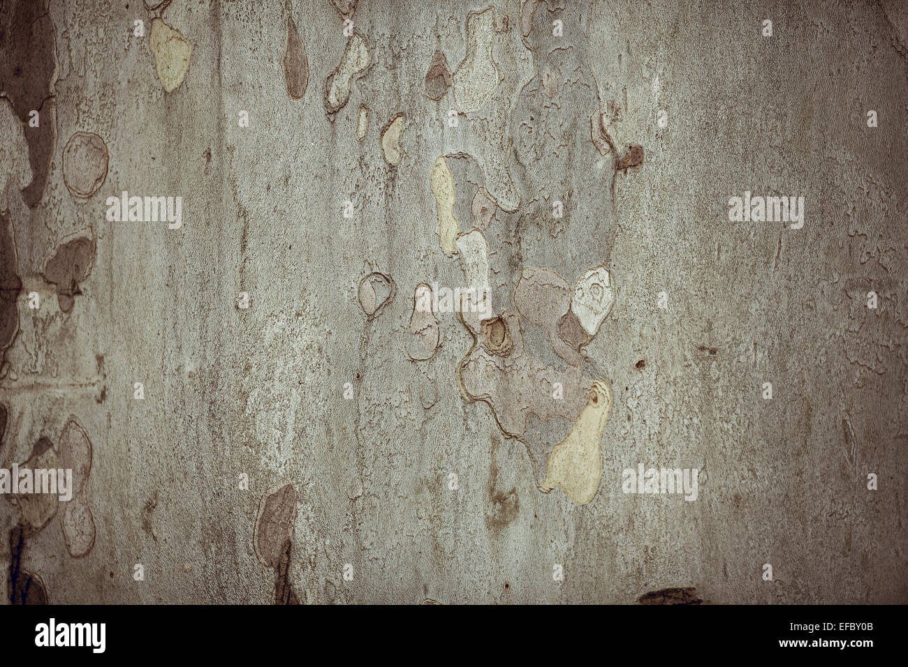 Tree bark texture Stock Photo - Alamy