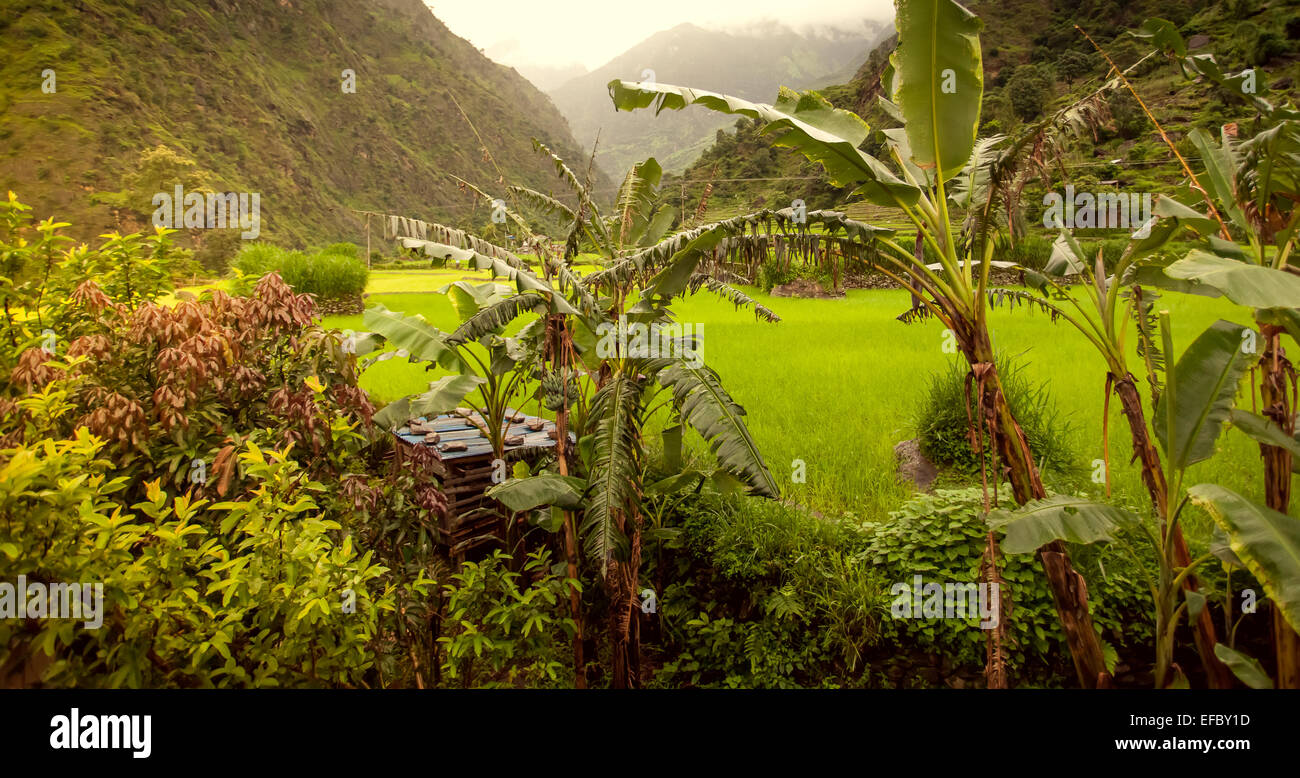 Beautiful Asian landscape Stock Photo - Alamy