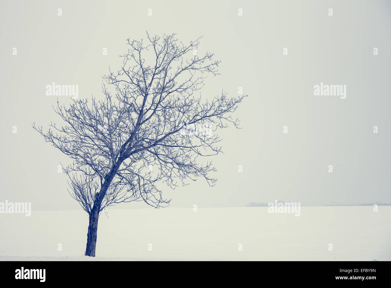 Alone tree branch hi-res stock photography and images - Alamy