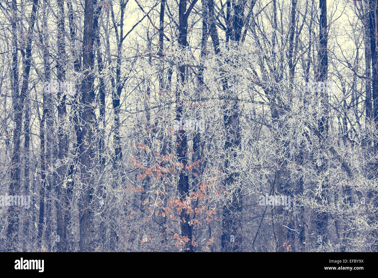 Winter trees background Stock Photo - Alamy