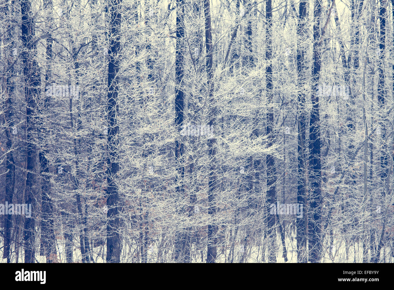 Winter trees background Stock Photo - Alamy